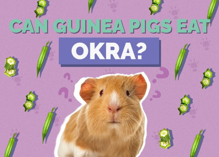 Can Guinea Pigs Eat Carrots? Vet-Reviewed Nutrition Facts | Hepper Pet Resources