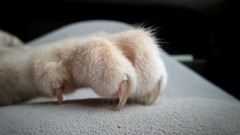How Do Cat Claws Retract? Vet-Reviewed Cat Anatomy | Hepper Pet Resources