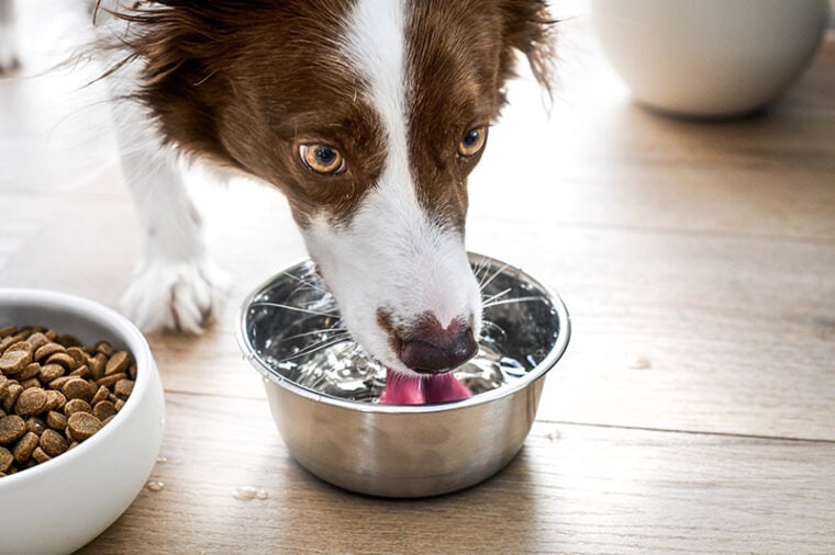 Why Is My Dog Drinking So Much Water? Vet-Reviewed Causes & Concerns ...