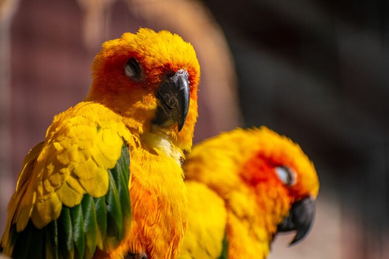 Why Do Parakeets Puff Up? 6 Vet-Reviewed Reasons | Hepper Pet Resources