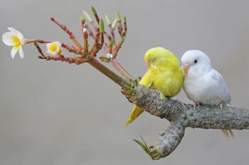 How Do Parakeets Mate? Vet-Reviewed Courting & Breeding Behavior ...