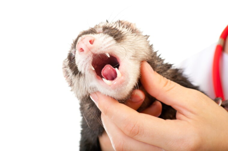 6 Common Ferret Health Problems to Watch For (Vet Answer) | Hepper Pet ...