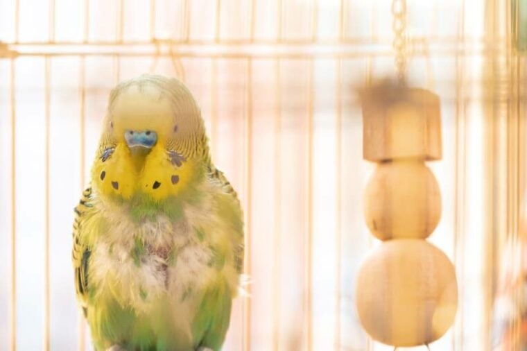 Parakeet Molting: Vet Reviewed Signs, Causes, Care Tips & FAQ | Hepper ...