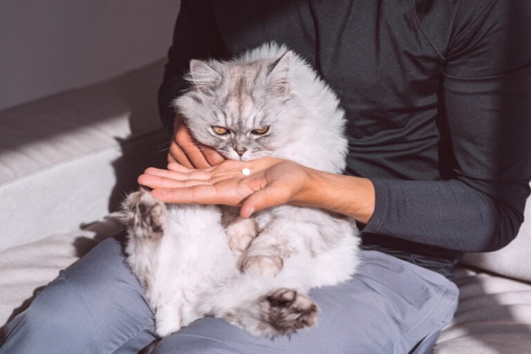 Zyrtec for Cats: Dosage and Uses (Vet Answer) | Hepper Pet Resources