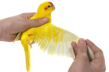 Why Is My Parakeet Losing Feathers? 10 Vet-Approved Common Causes ...