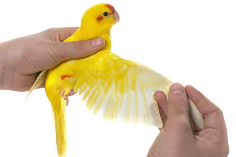 Why Did My Parakeet Die Suddenly? 10 Vet Reviewed Reasons | Hepper Pet ...