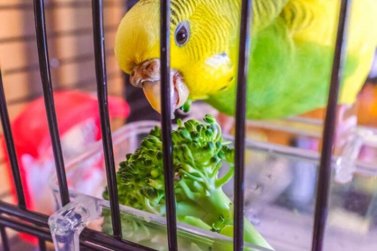How to Take Care of a Parakeet: 11 Vet Approved Tips | Hepper Pet Resources