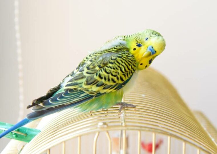 Parakeet Molting: Vet Reviewed Signs, Causes, Care Tips & FAQ | Hepper ...