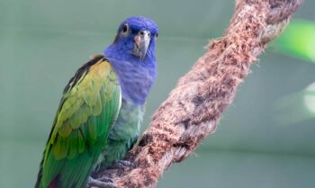 Pionus Parrot: Info, Pictures, History, Care, Facts & More | Hepper Pet ...
