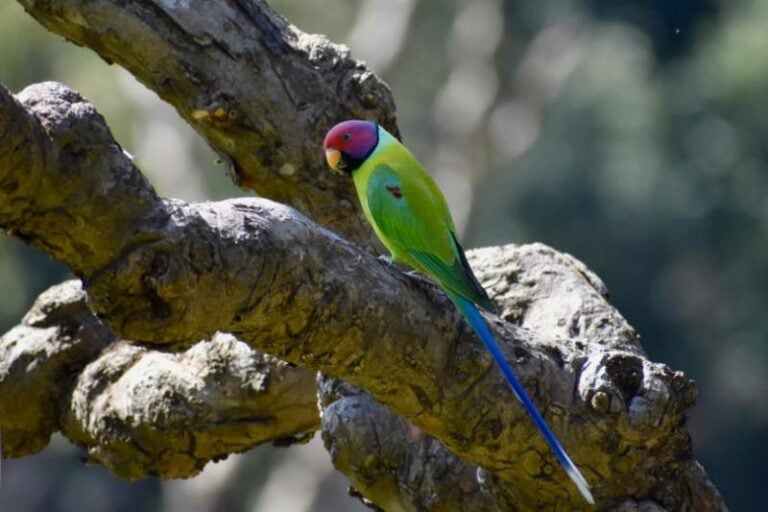 Plum-Headed Parakeet: Info, Pictures, Personality, Food & Care Guide ...