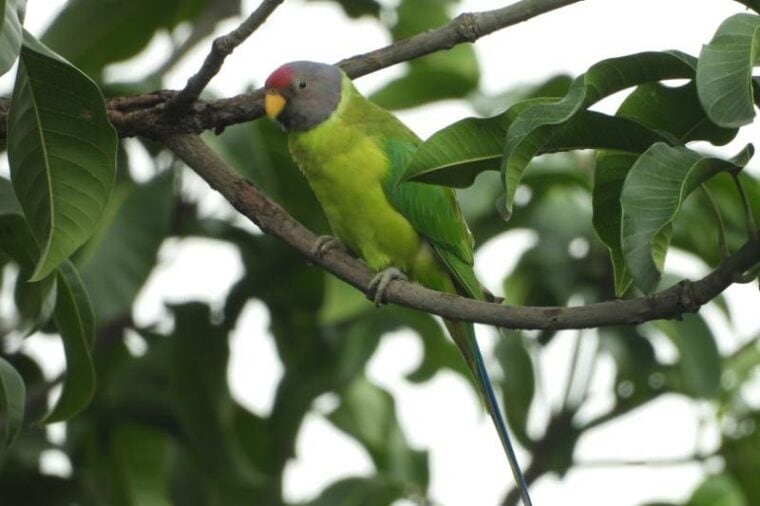 Plum-Headed Parakeet: Info, Pictures, Personality, Food & Care Guide ...