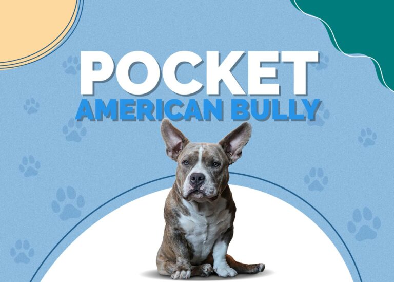 American Bully Standard: Facts, History & Origin (With Pictures ...