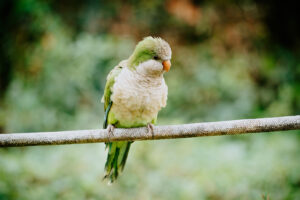 Why Do Parakeets Puff Up? 6 Vet-Reviewed Reasons | Hepper Pet Resources