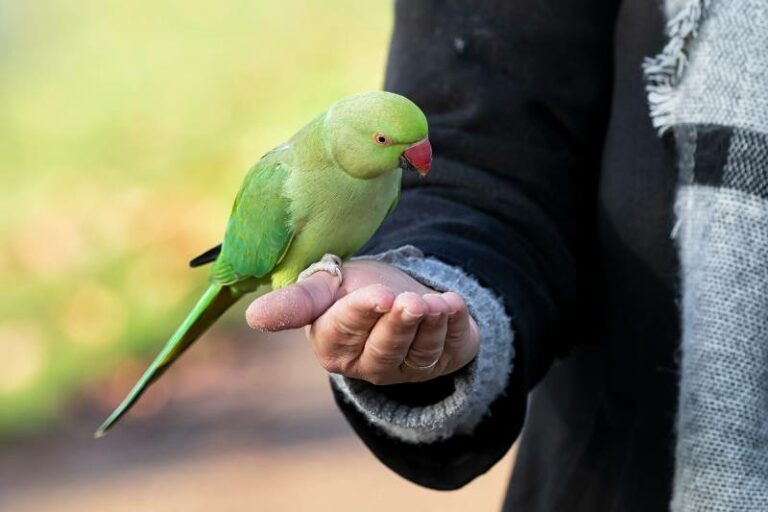 Parrot vs Parakeet: Vet-Reviewed Differences (With Pictures) | Hepper ...