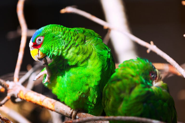 White-Fronted (White-Browed) Amazon Parrot: Info, Pictures, Personality ...