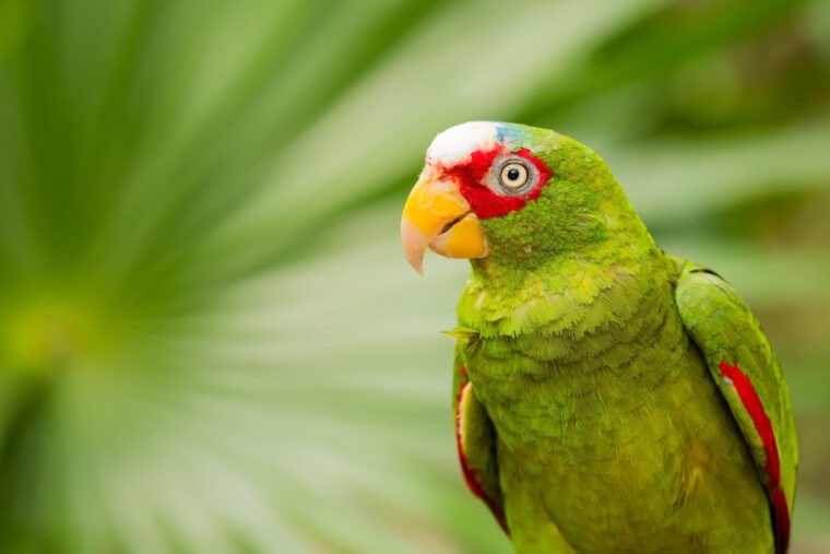 White-Fronted (White-Browed) Amazon Parrot: Info, Pictures, Personality ...
