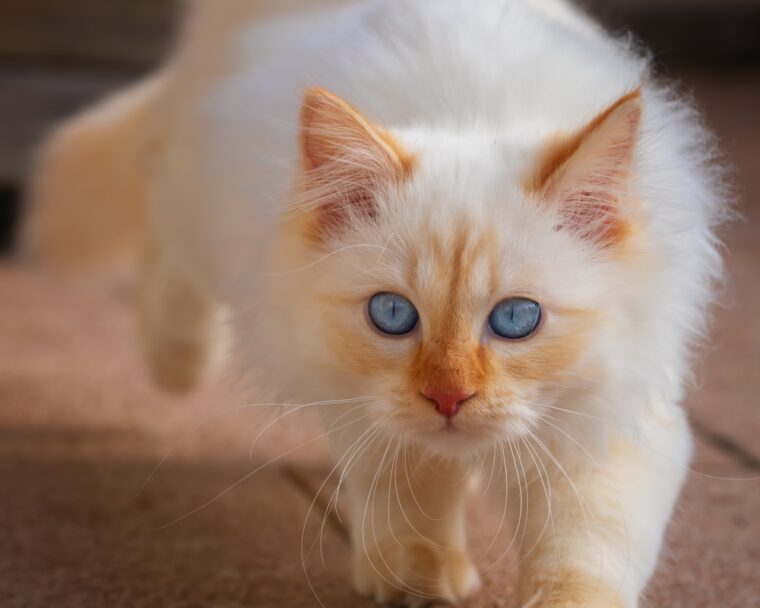 9 Birman Cat Colors (With Info & Pictures) | Hepper Pet Resources