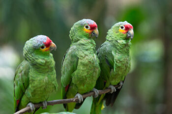 White-Fronted (White-Browed) Amazon Parrot: Info, Pictures, Personality ...