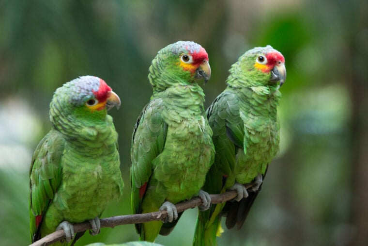 White-Fronted (White-Browed) Amazon Parrot: Info, Pictures, Personality ...