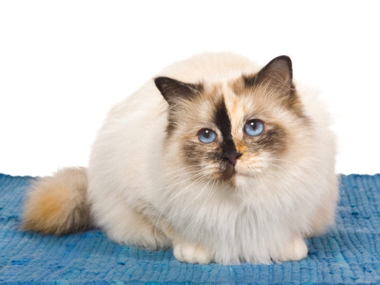 9 Birman Cat Colors (With Info & Pictures) | Hepper Pet Resources