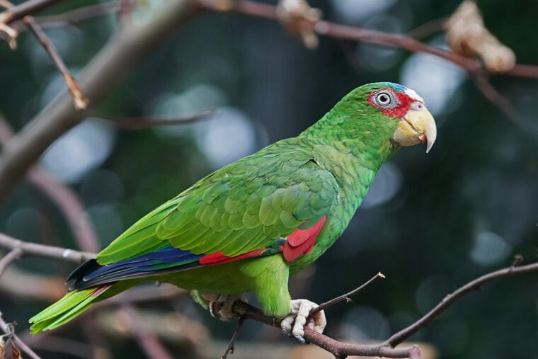 White-Fronted (White-Browed) Amazon Parrot: Info, Pictures, Personality ...
