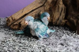 How Do Parakeets Mate? Vet-Reviewed Courting & Breeding Behavior ...