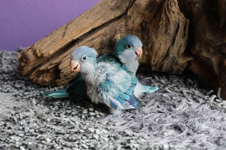Parakeet Molting: Vet Reviewed Signs, Causes, Care Tips & FAQ | Hepper ...