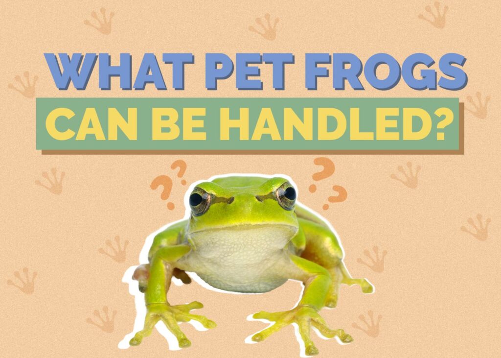 What Pet Frogs Can Be Handled: 6 Vet-Approved Species (With Pictures ...