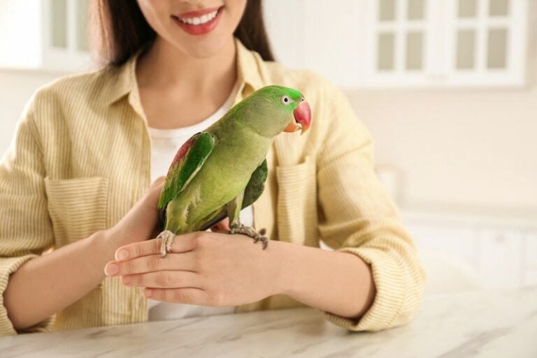 How to Trim Parakeet Nails: 9 Vet-Approved Tips & Tricks | Hepper Pet ...