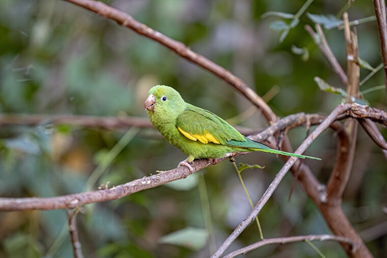 Why Do Parakeets Puff Up? 6 Vet-Reviewed Reasons | Hepper Pet Resources
