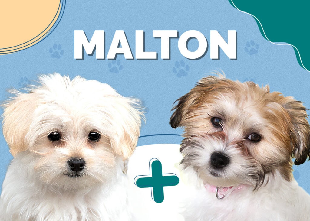 Afaird (Afghan Hound & Briard Mix) Info, Pictures, Facts & Traits ...