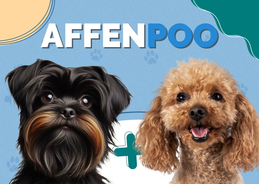 Affenpoo (Affenpinscher & Poodle Mix): Info, Pictures, Care & More ...