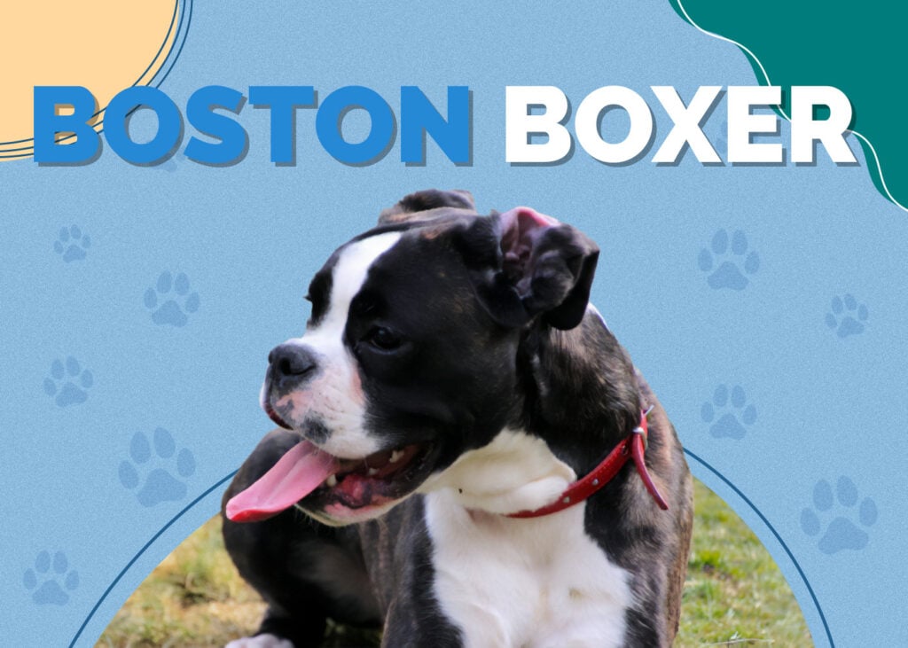 Boston Boxer (Boxer & Boston Terrier Mix) Info, Pictures, Care & More ...