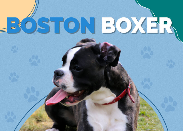 Boston Boxer (Boxer & Boston Terrier Mix) Info, Pictures, Care & More ...