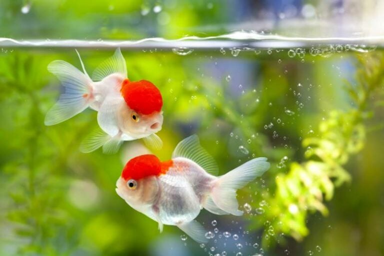 Goldfish Fry: The Ultimate Guide to Raising Your Fish Babies | Hepper ...