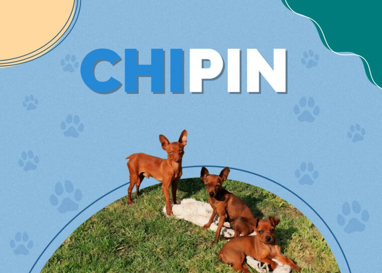 Chipin (Chihuahua & Miniature Pinscher Mix) Info, Pictures, Traits ...