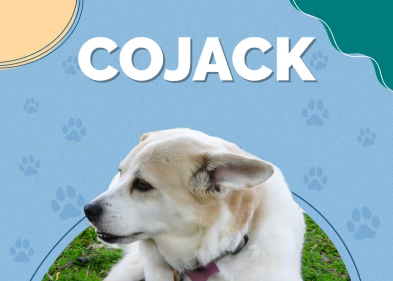 Cojack (Jack Russell Terrier & Pembroke Welsh Corgi Mix) Info, Pictures ...