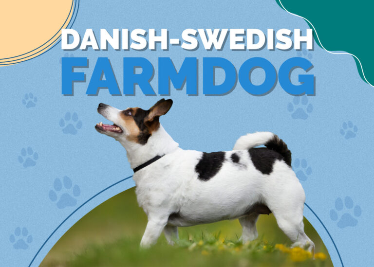 Danish-Swedish Farmdog Breed Info: Pictures, Traits & Facts | Hepper ...
