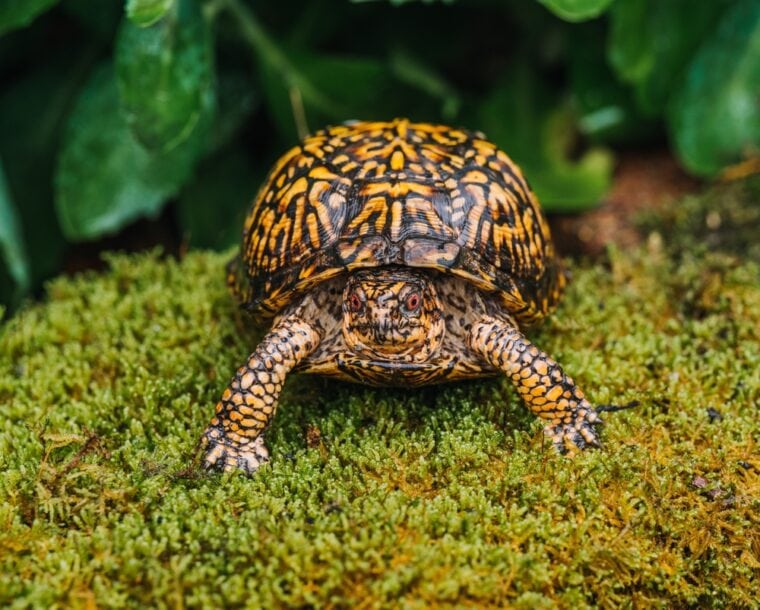 Eastern Box Turtle: Pictures, Facts, Diet & Care Guide | Hepper Pet ...