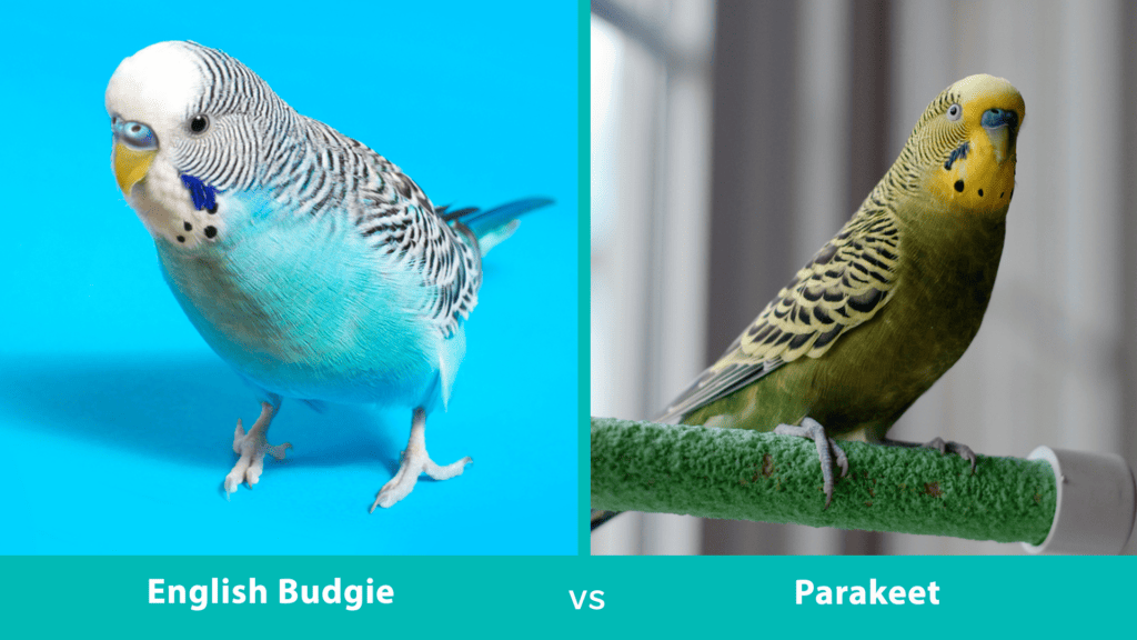 English Budgie vs Parakeet: Vet-Reviewed Differences (With Pictures) | Hepper Pet Resources