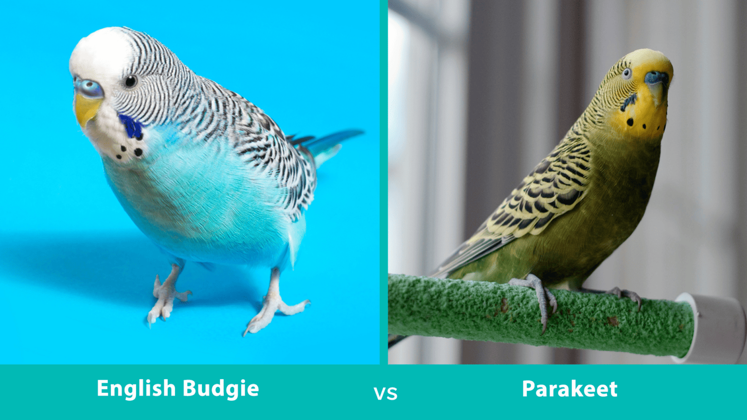 English Budgie vs Parakeet: Vet-Reviewed Differences (With Pictures) | Hepper Pet Resources