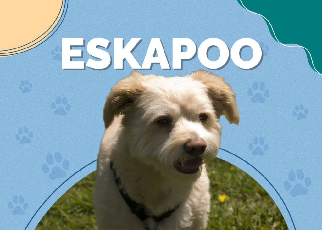Eskapoo (American Eskimo & Poodle Mix): Info, Pictures, Traits | Hepper ...