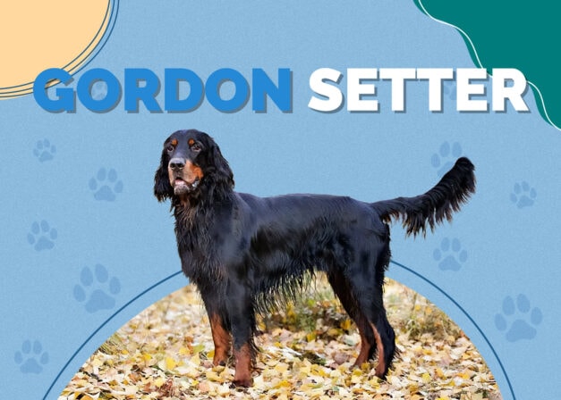 Gordon Setter | Dog Breed Info: Pictures, Personality & Facts | Hepper ...