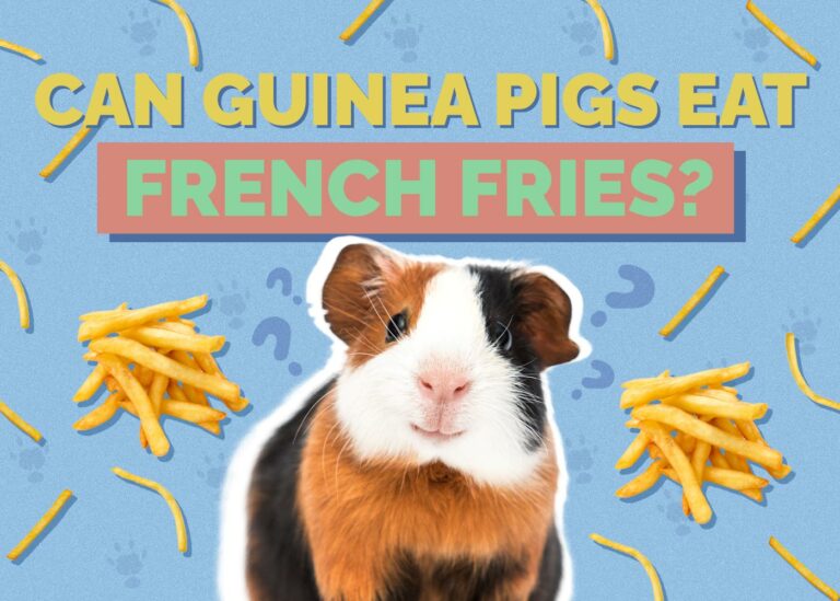 Can Guinea Pigs Eat Potatoes? Vet Reviewed Nutrition Facts and FAQ ...