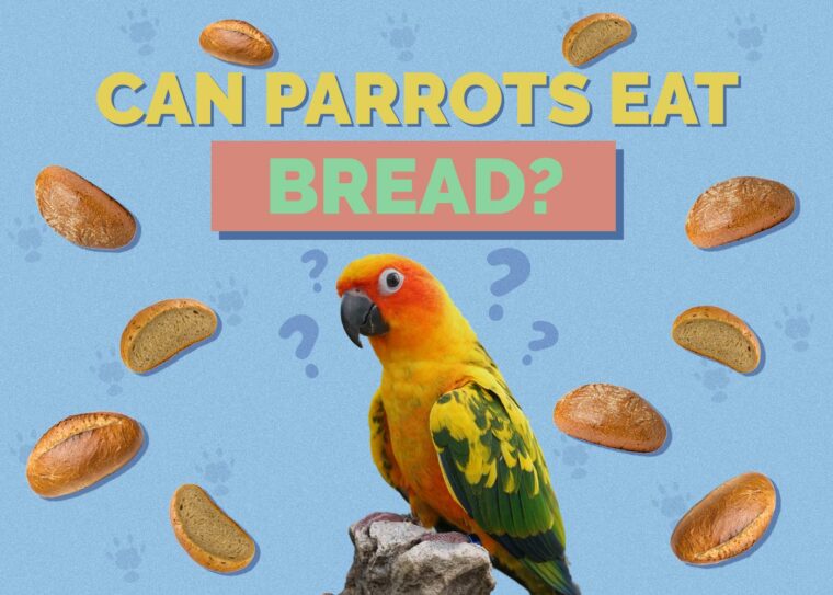 Can Parrots Eat Bread? Vet-Reviewed Feeding Facts | Hepper Pet Resources