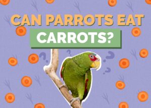 Can Parrots Eat Carrots? Vet Approved Facts & FAQ | Hepper Pet Resources