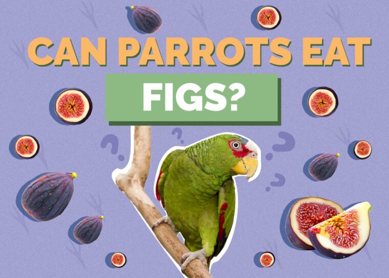 Can Parrots Eat Figs? Vet Approved Facts & Safety Guide | Hepper Pet ...