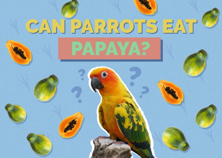 Can Parrots Eat Lemons? Vet-Reviewed Nutritional Facts & FAQ | Hepper ...