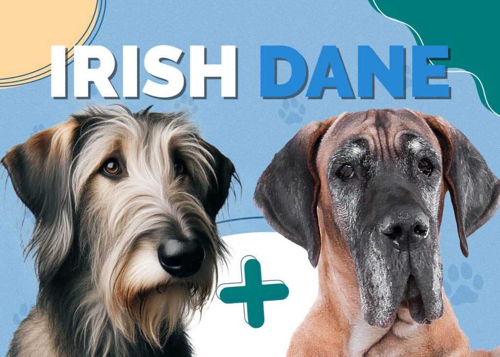 Irish Dane (Irish Wolfhound & Great Dane Mix): Info, Pictures, Traits | Hepper Pet Resources