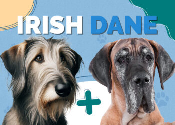 Irish Dane (Irish Wolfhound & Great Dane Mix): Info, Pictures, Traits ...